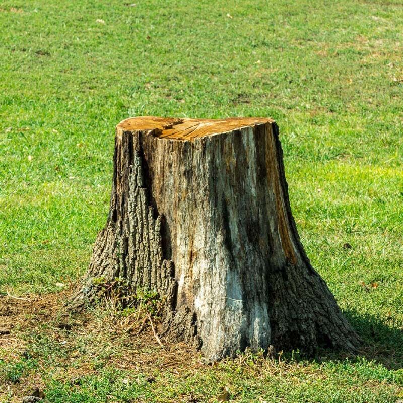 Wigan's Best Tree Surgeons Delivering Top Notch Tree Services